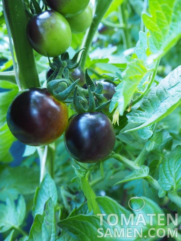 Tomatensamen - Tomate Bosque Blue Bumblebee - 10 Samen Saatgut kaufen