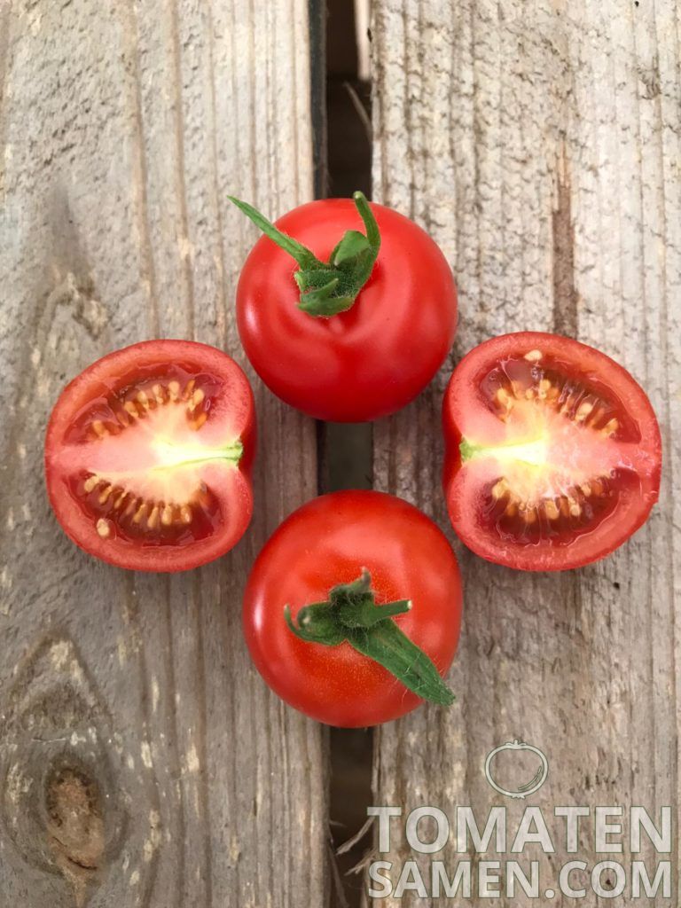 Tomatensamen - Tomate Tumbling Tom Red - 10 Samen Saatgut kaufen