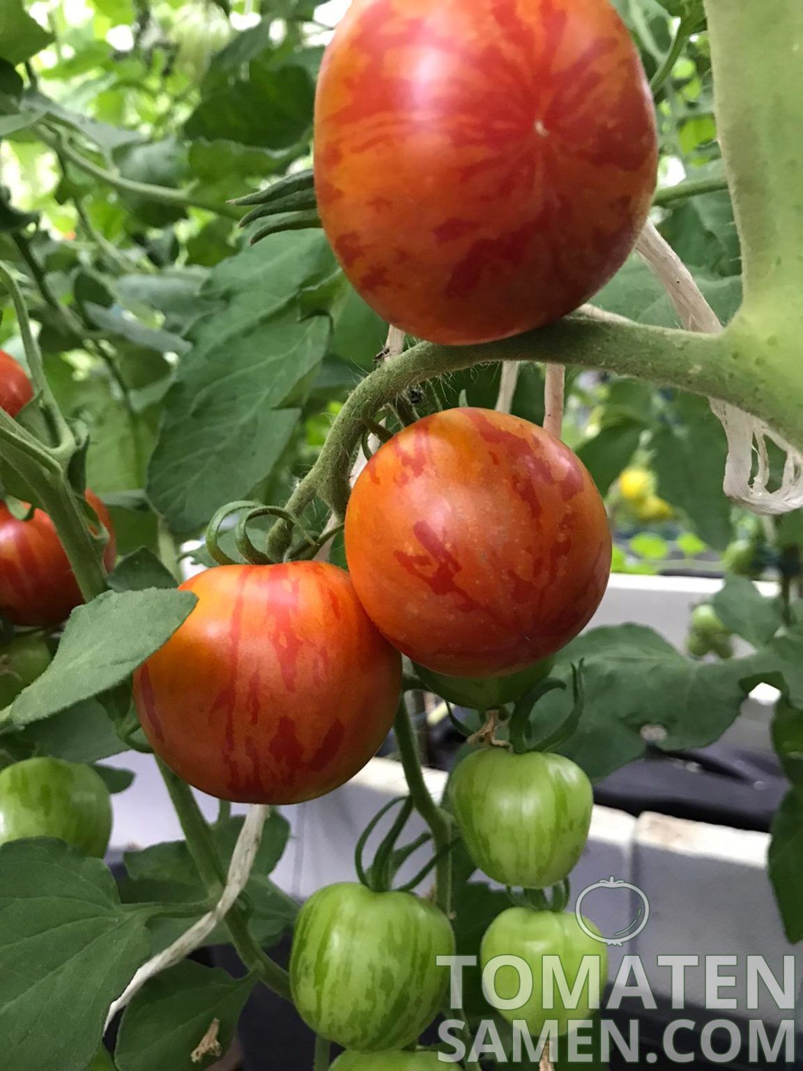 Tomatensamen - Tomate Tigerella - 10 Samen Saatgut kaufen