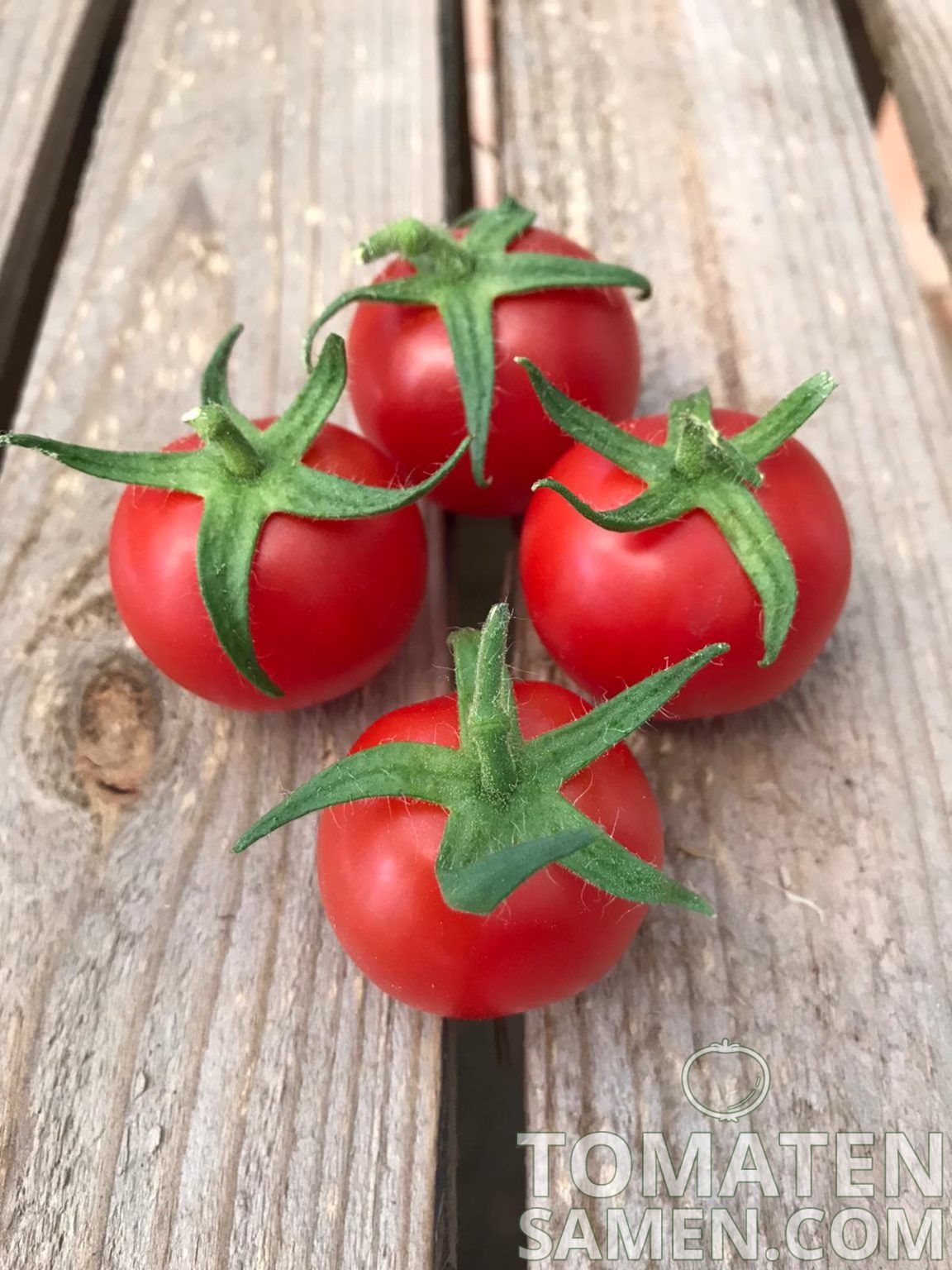Tomatensamen - Tomate Red Cherry - 10 Samen Saatgut kaufen