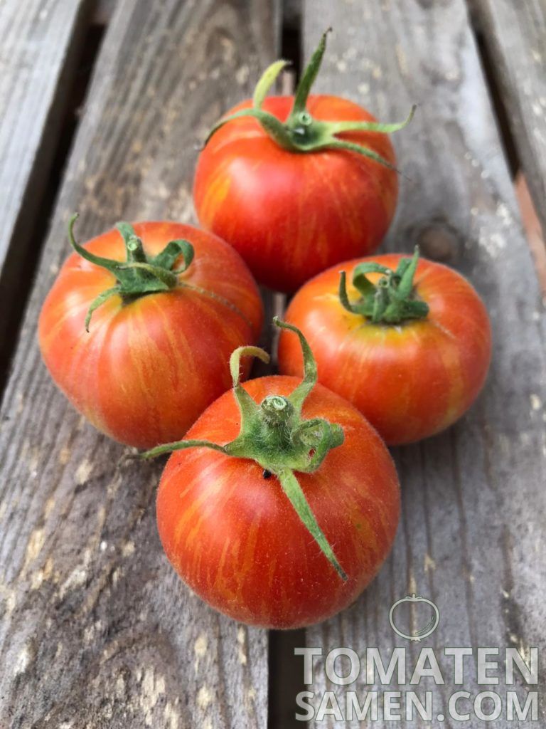 Tomatensamen - Tomate Fuzzy Wuzzy - 10 Samen Saatgut kaufen